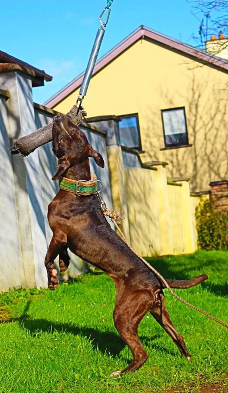 Firepaw Mobile Dog Training Spring Pole | Etsy