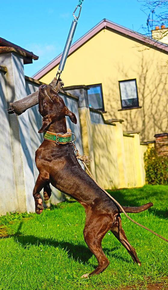 Firepaw Mobile Dog Training Spring Pole - Etsy