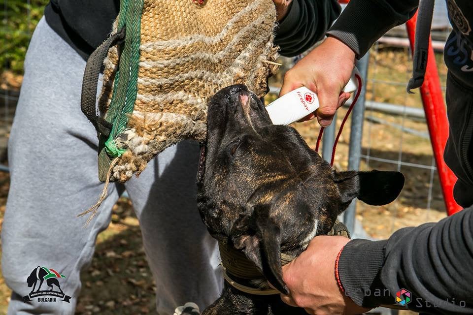 Firepaw Profi Break Stick for Dogs - Etsy