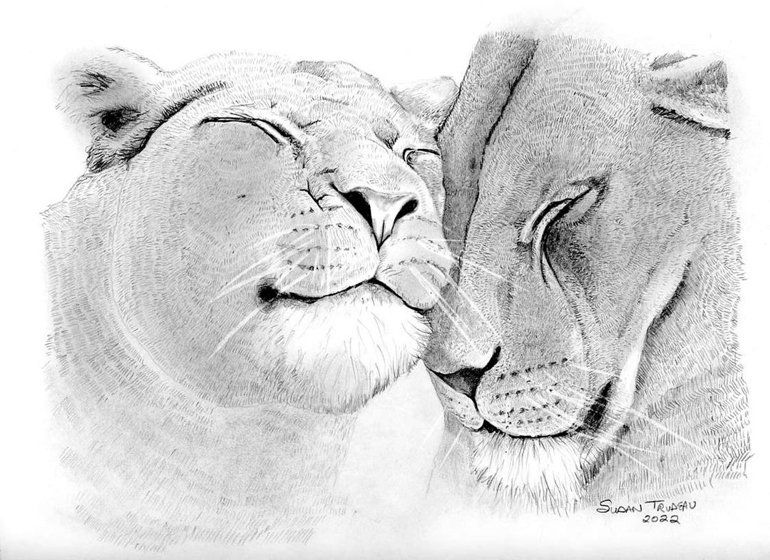 Lions Realistic Drawing-Graphite Pencil-Realism Animal Sketch-Original ...