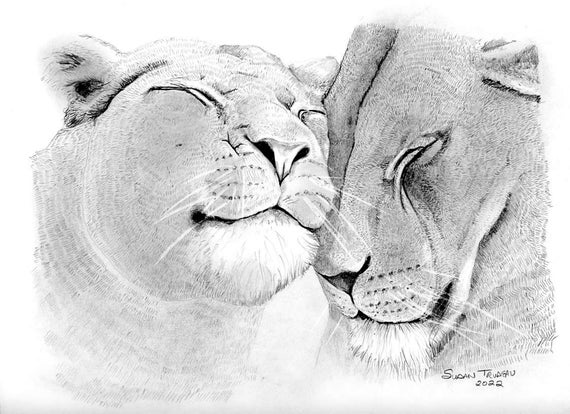 Realistic Drawings Of Lions