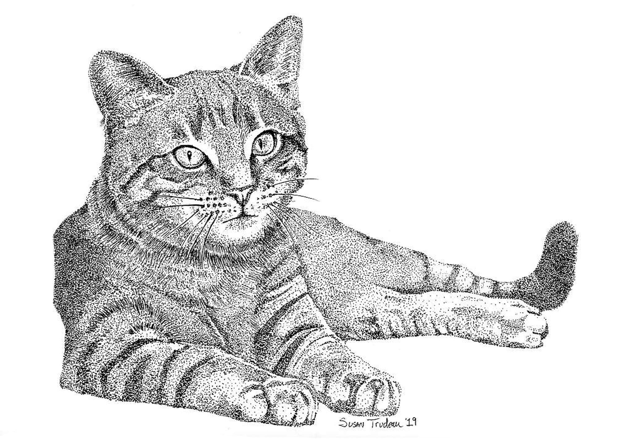 Drawing Of A Realistic Cat