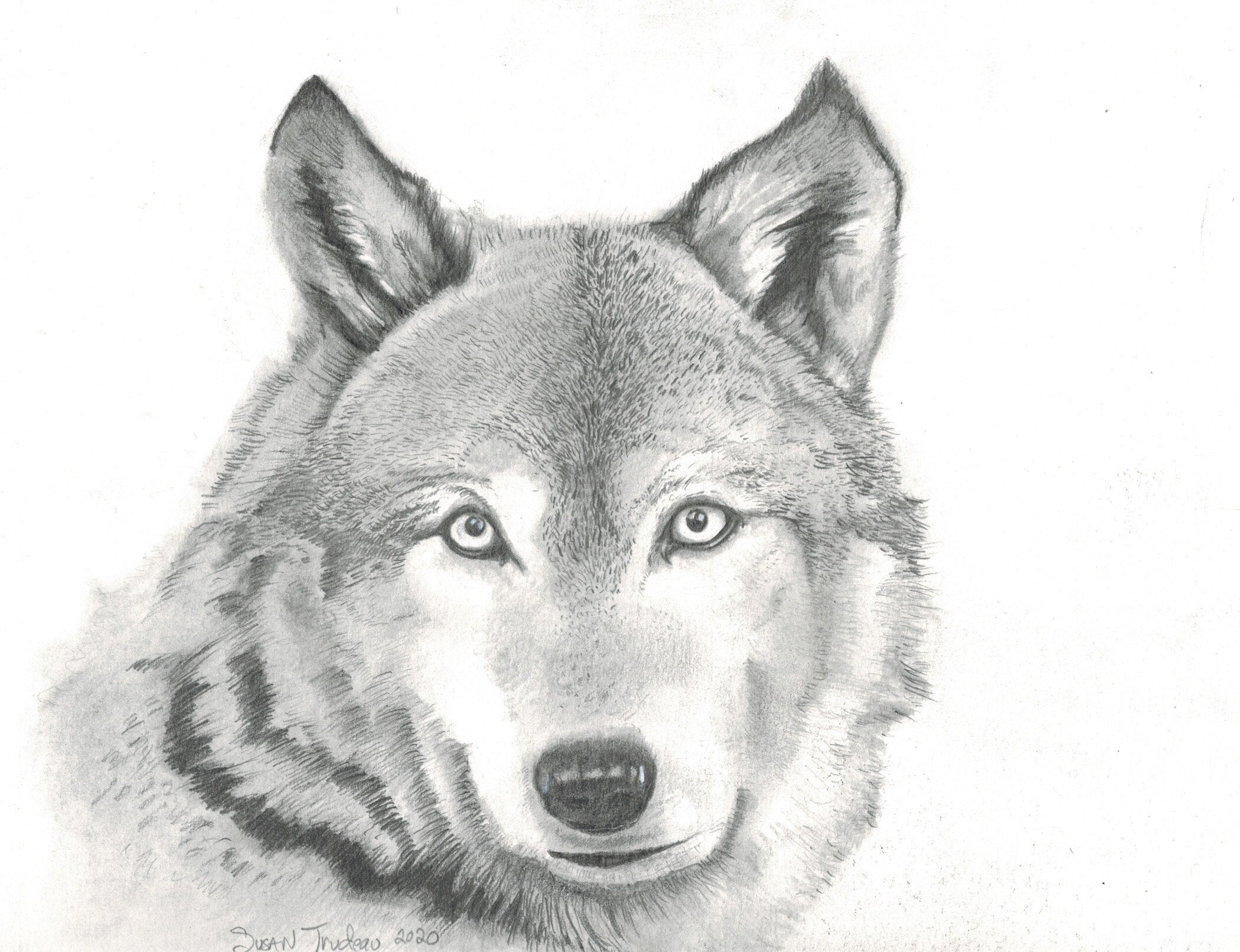 How To Draw A Realistic Wolf Face