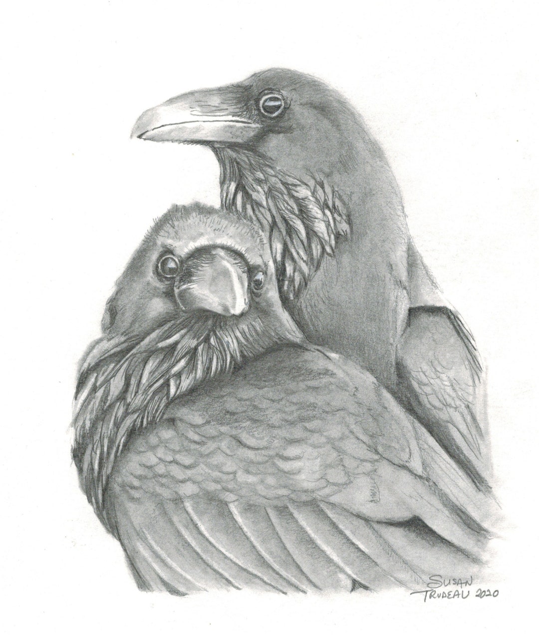Realistic Raven Drawing-pencil Art-artwork-realistic Sketch-wildlife ...