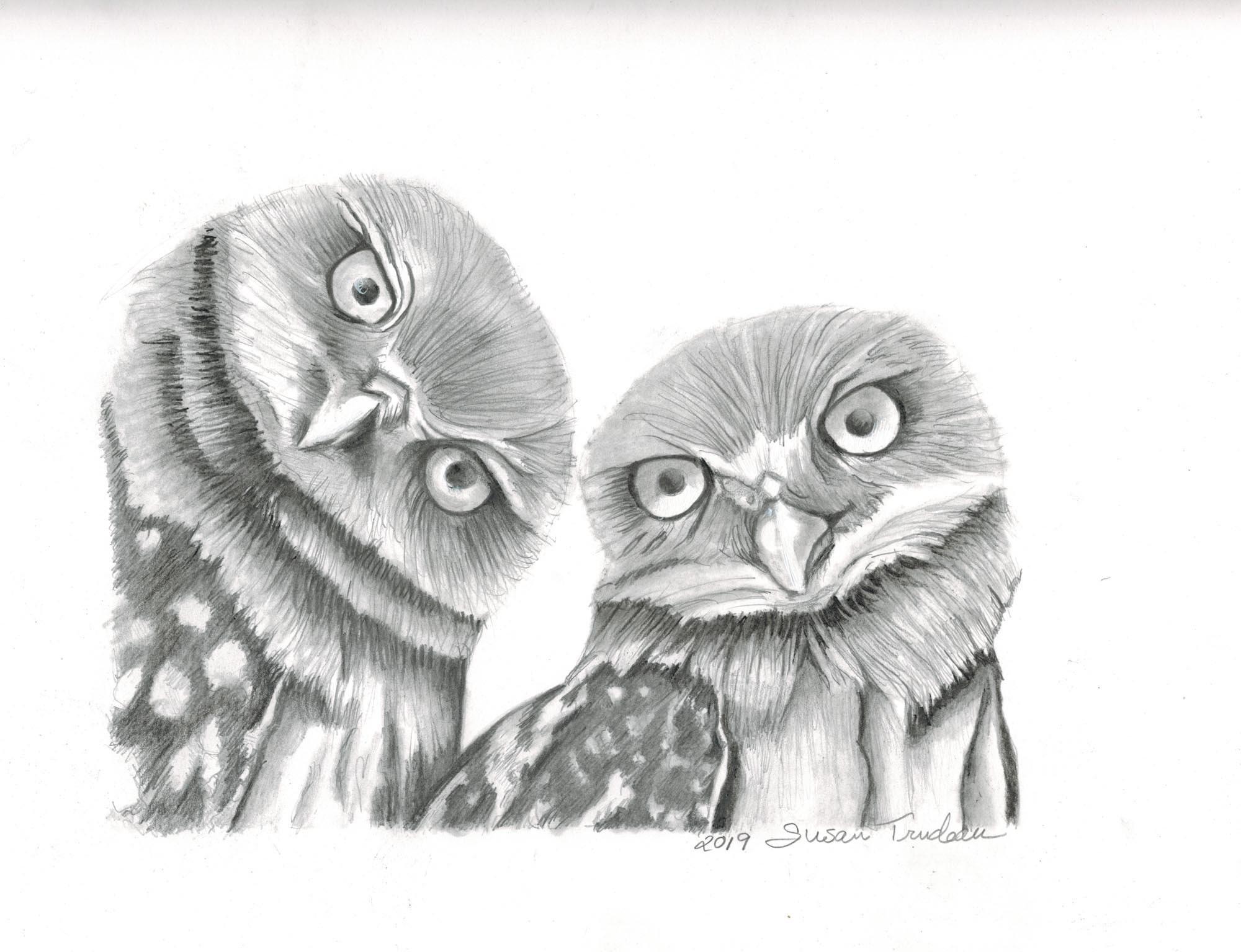 Two Birds of a Feather-owls Realistic Portrait Sketch-graphite Animal ...