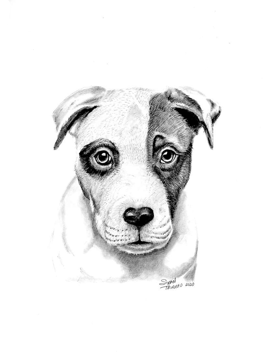 Beau Pit Bull Puppy l-Original Pencil Art-Artwork-Realistic Style ...
