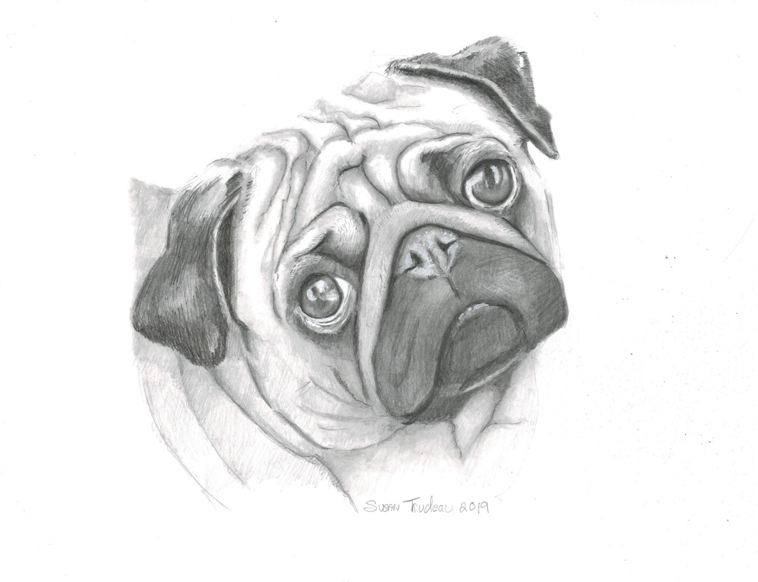 Dibujo de perro realista-Cara de perro Retrato realista Boceto-Grafito ...