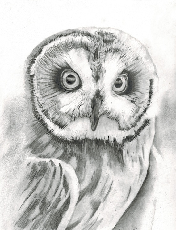 Owl Face Pencil Drawing