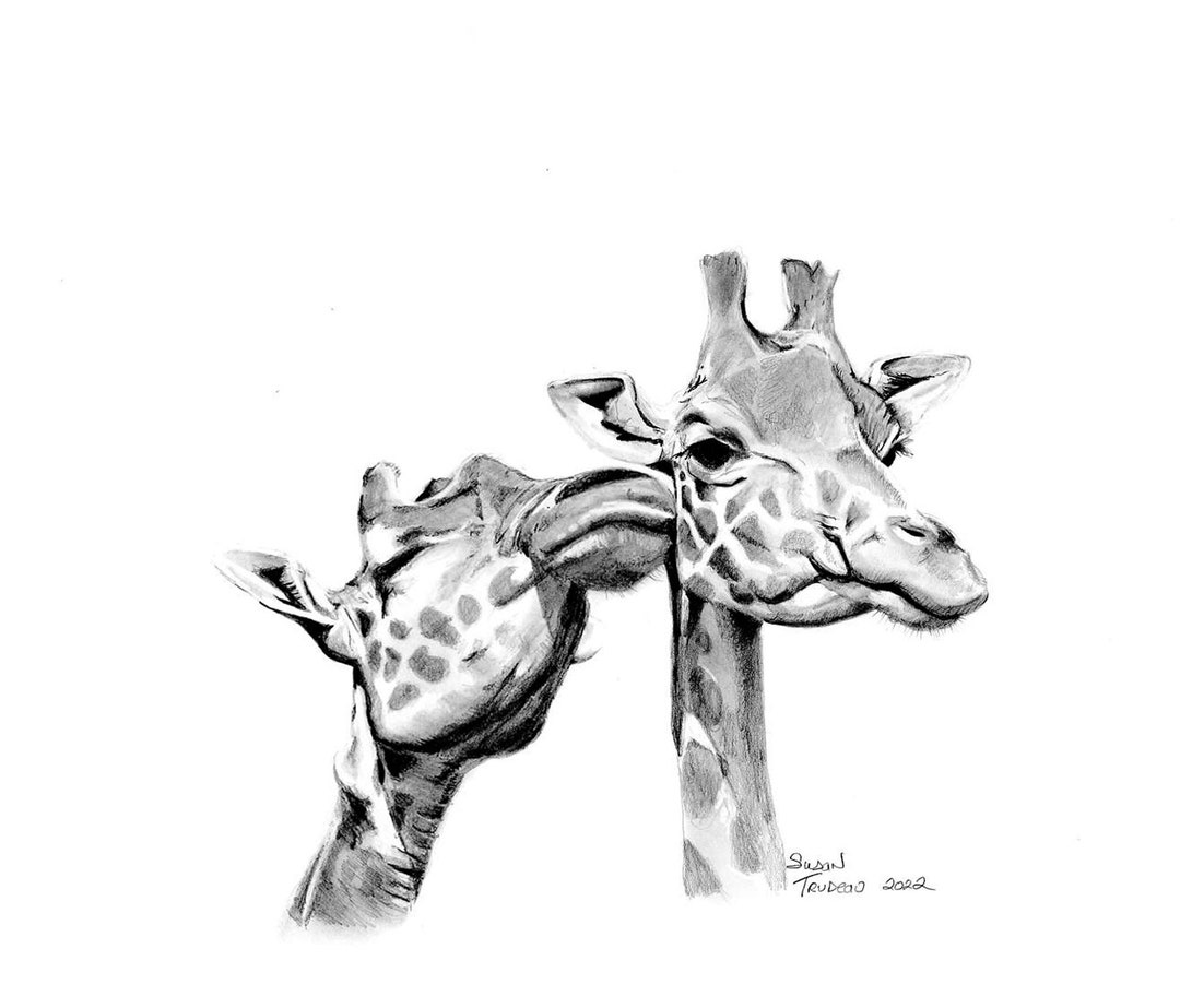 Giraffe Head Drawing Realistic-realistic Pencil Drawing of Animals ...