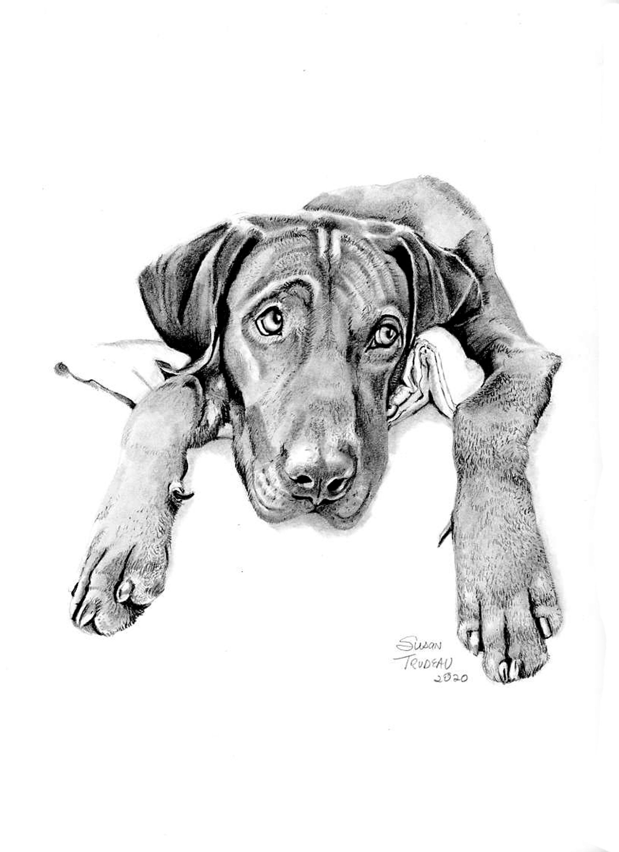 Realistic Labrador Drawing-sad Lab-original Pencil Drawing-sketch ...