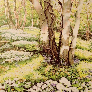 Bluebells! Choose From Five Different Signed Limited Prints by Andrew ...