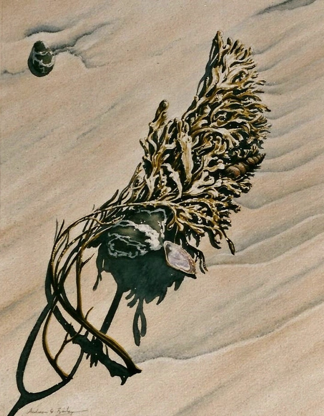 Seaweed and Shells by Andrew Bailey. Signed, Limited Edition Print ...