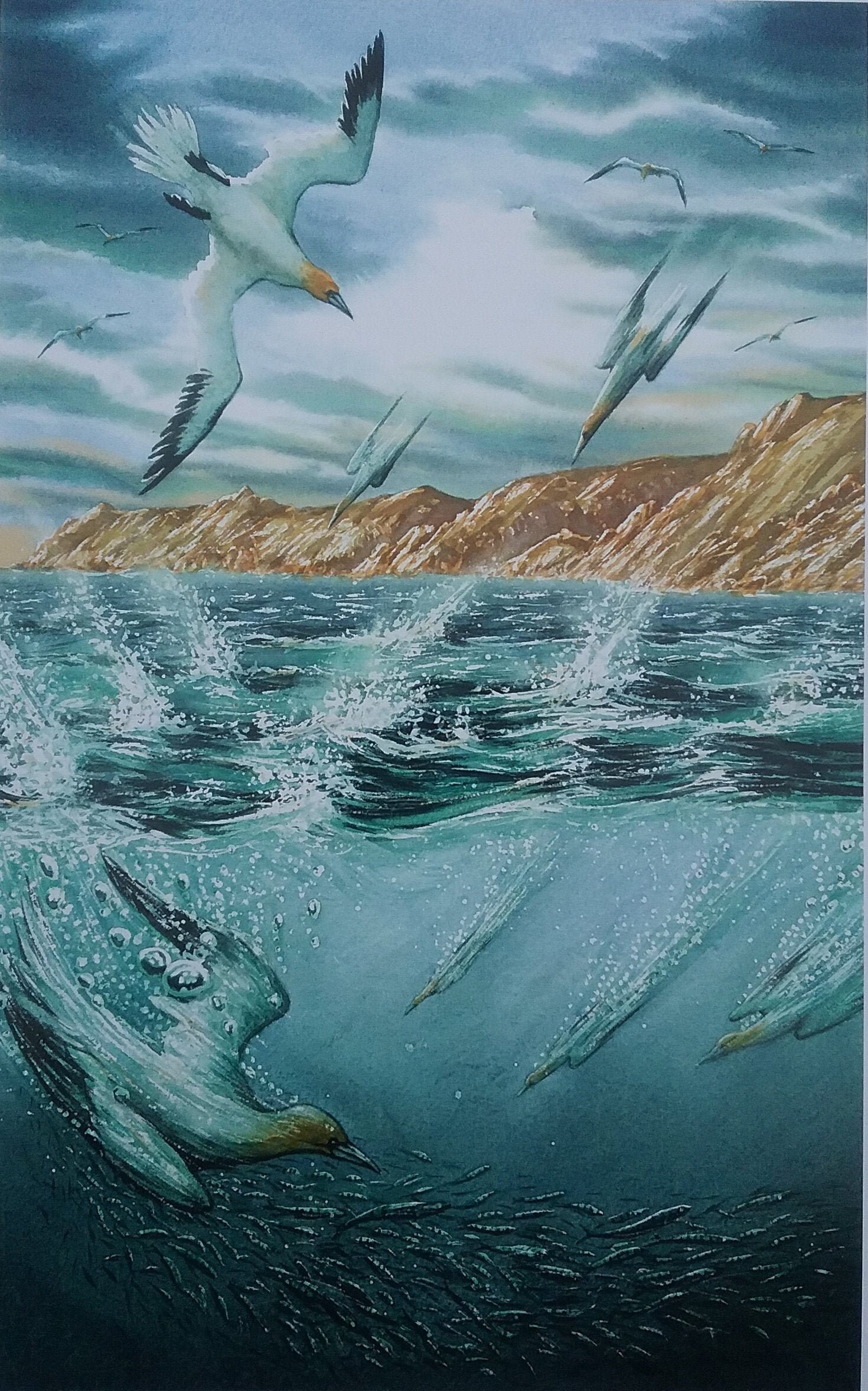 Large Signed and Limited Print of Diving Gannets off Skomer - Etsy