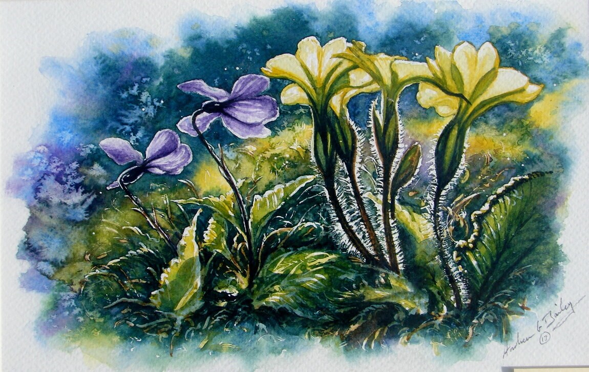 Signed Limited Edition Print Violets and Primroses. Garden - Etsy