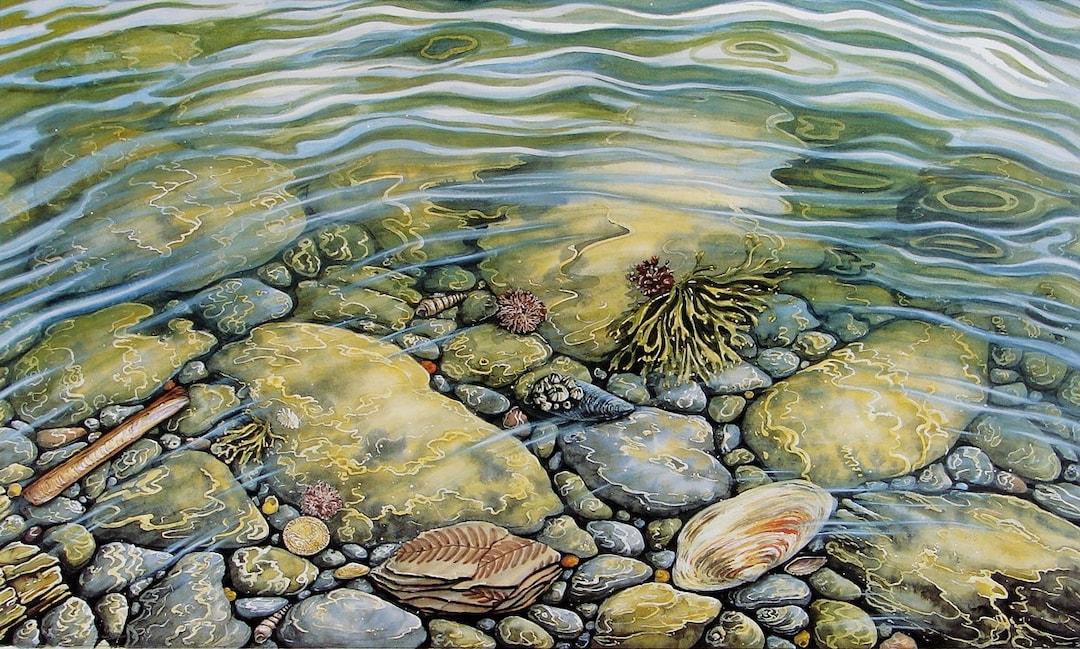 Rockpool Treasure. 2 Sizes, Signed and Numbered Lithographic Print ...
