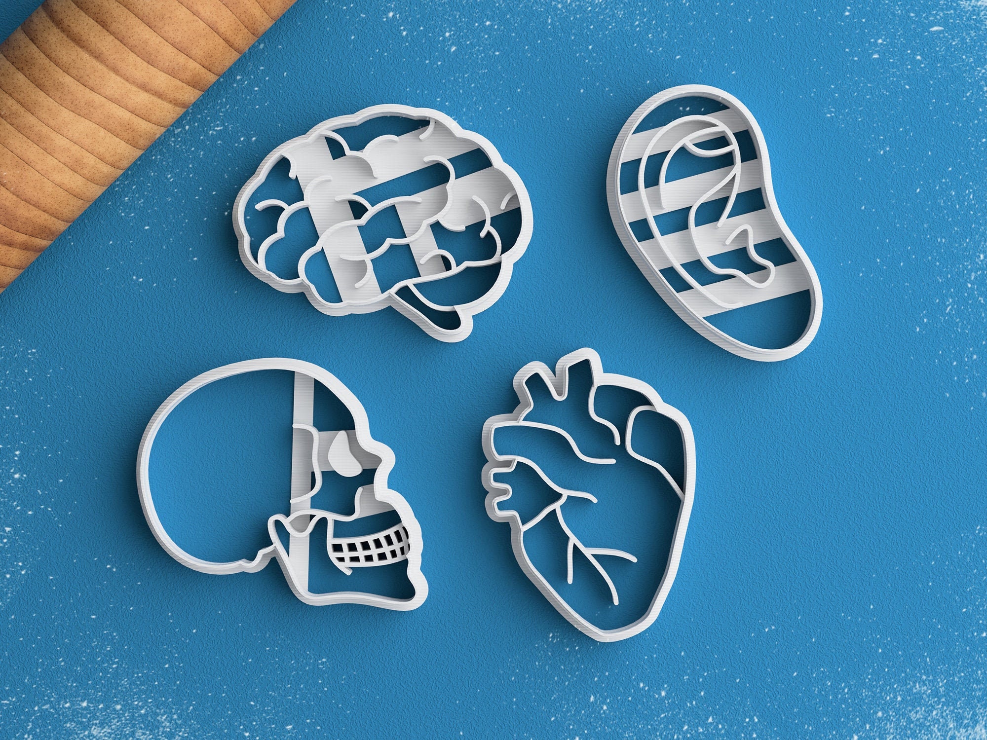 Anatomy Cookie Cutter Set Medical Student Gift Anatomical | Etsy