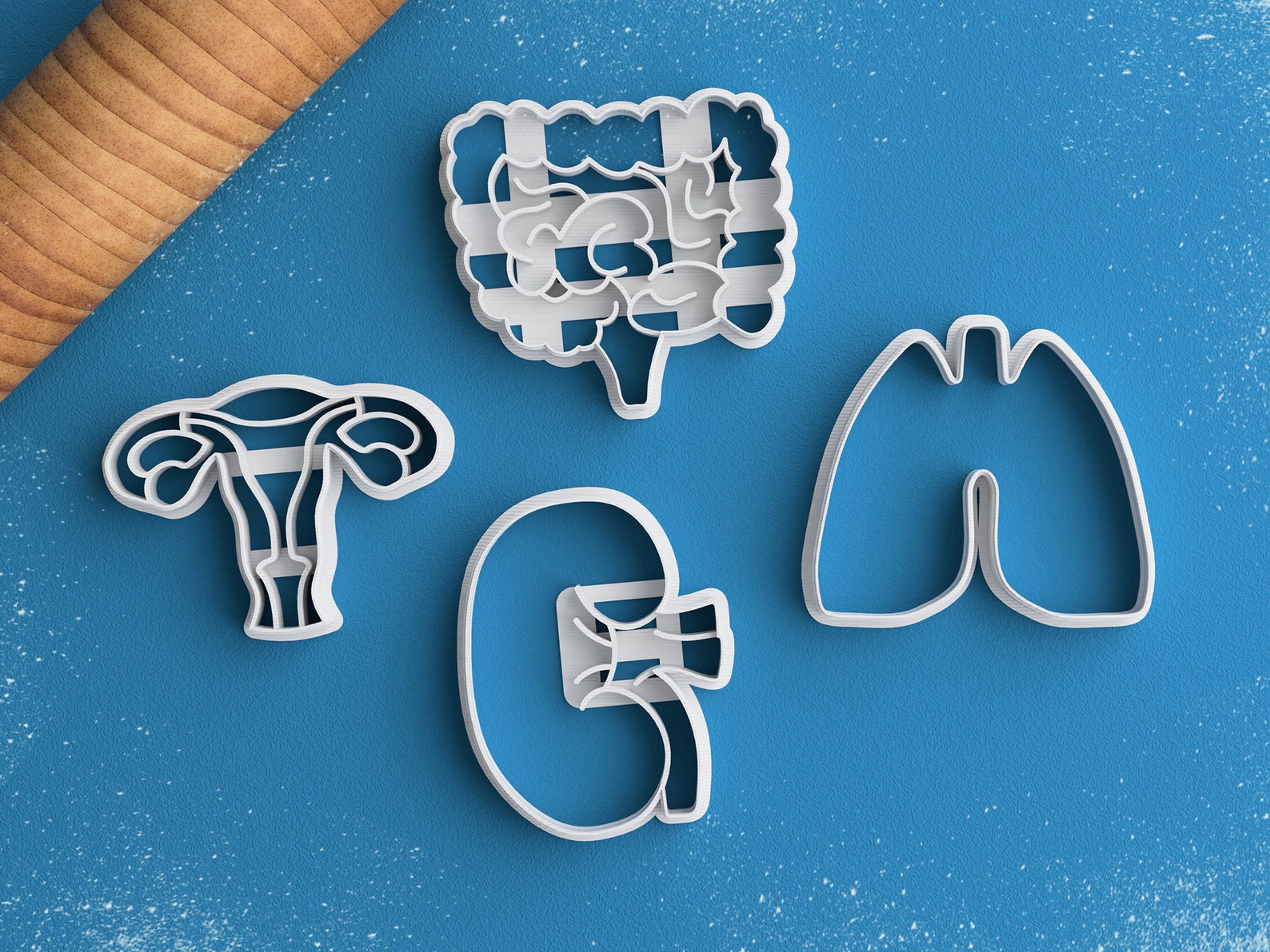 Anatomy Cookie Cutter Set - Medical Student Gift Anatomical Kidney ...