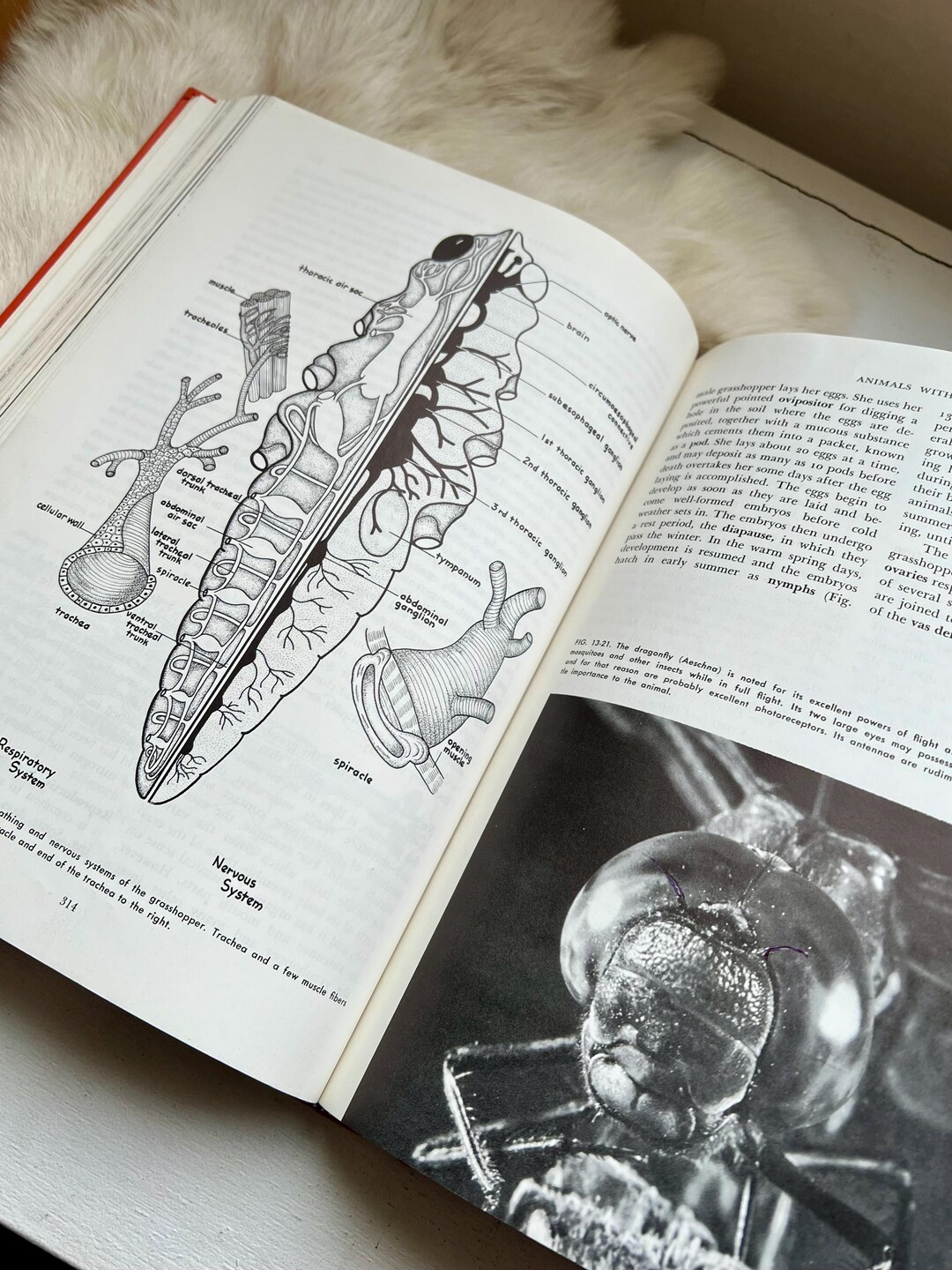 1964 Botany Book College Text Book Plants Flowers 1960s Vintage Book ...