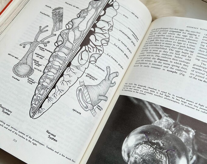 1963 Zoology College Text Book Animals Reptiles 1960s Vintage Book Bugs ...