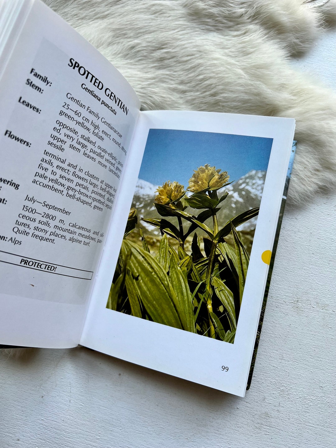 Alpine Flowers Wildflowers Book Enchanting Vintage Plant Identification ...