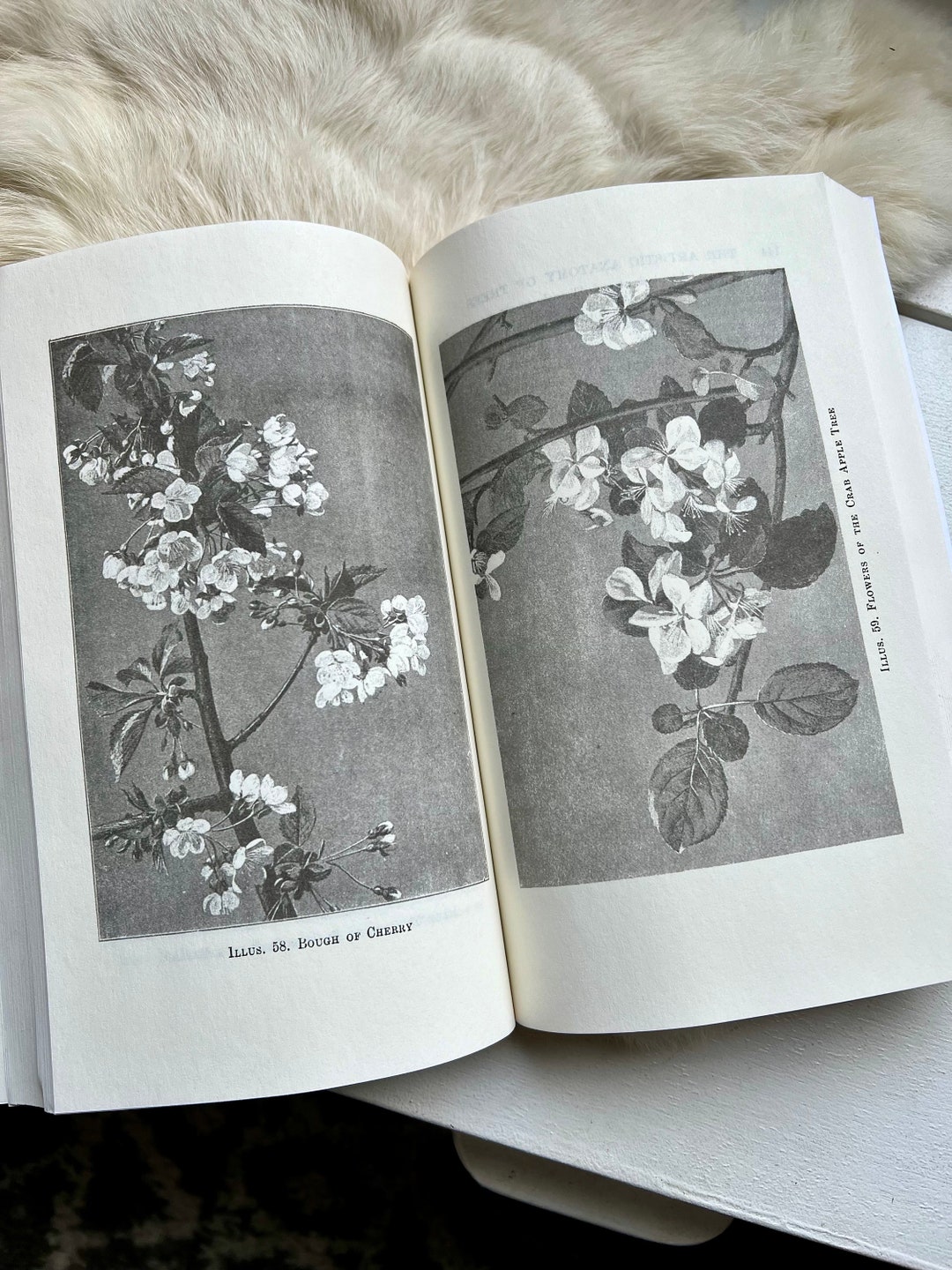 Vintage the Artistic Anatomy of Trees Painting Book Rex Vicat Cole How ...