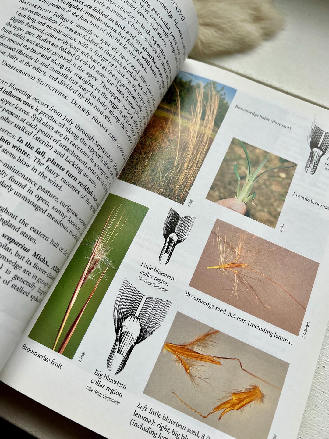 Weeds of the Northeast Field Guide North American Wildflower Book ...
