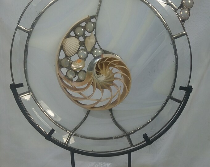 Nautilus Section With Beveled Border - Etsy