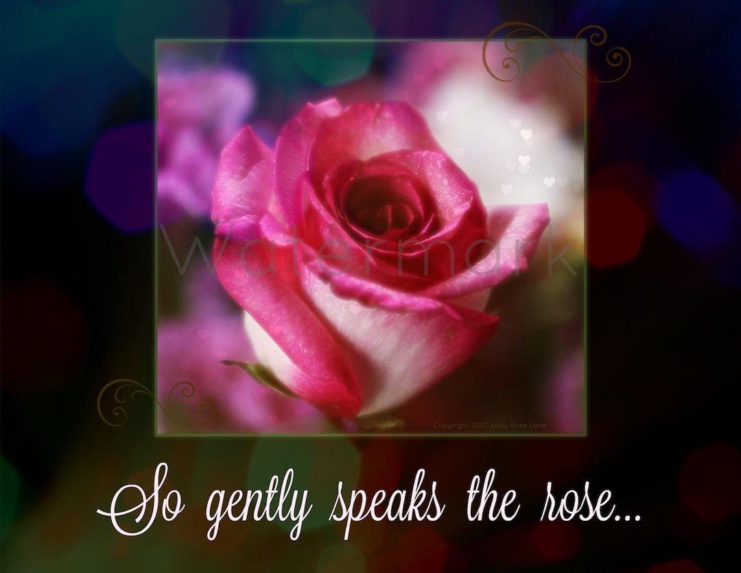 Pink Rose Digital File, Pink Rose Photo Download, Pink Rose Digital Art ...