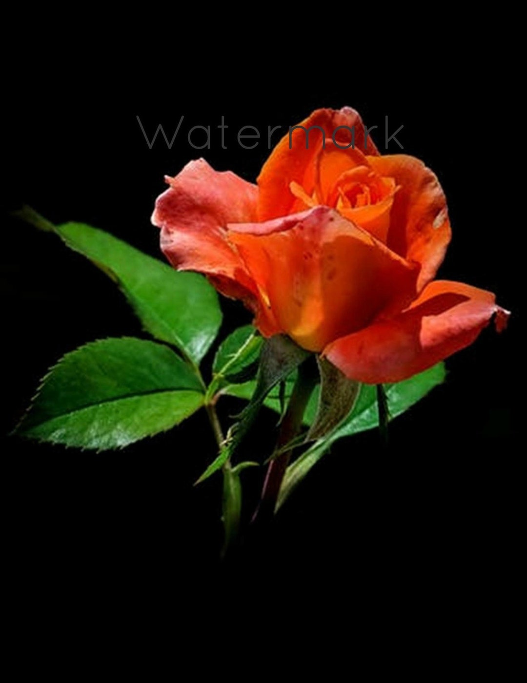 Red Rose Digital Art, Black Background (digital Download) - Etsy UK