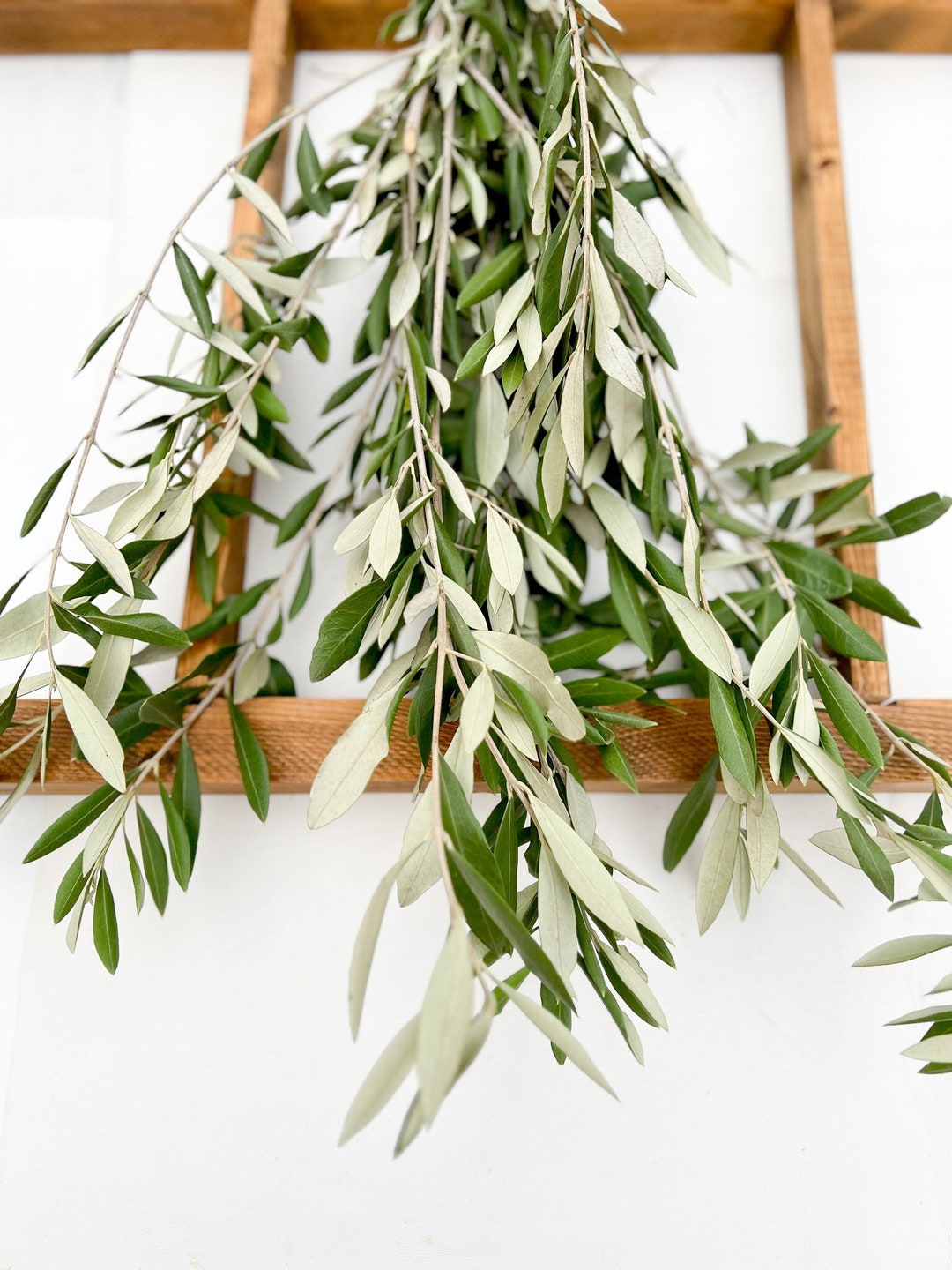 Fresh Olive Branch Wedding Foliage, Fresh Olive Branch Stem, Olive ...