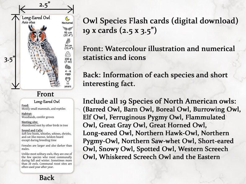 Educational Illustrated Owls of North America Flash Cards - Etsy