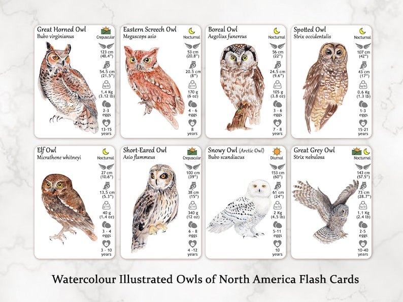 Educational Illustrated Owls of North America Flash Cards - Etsy