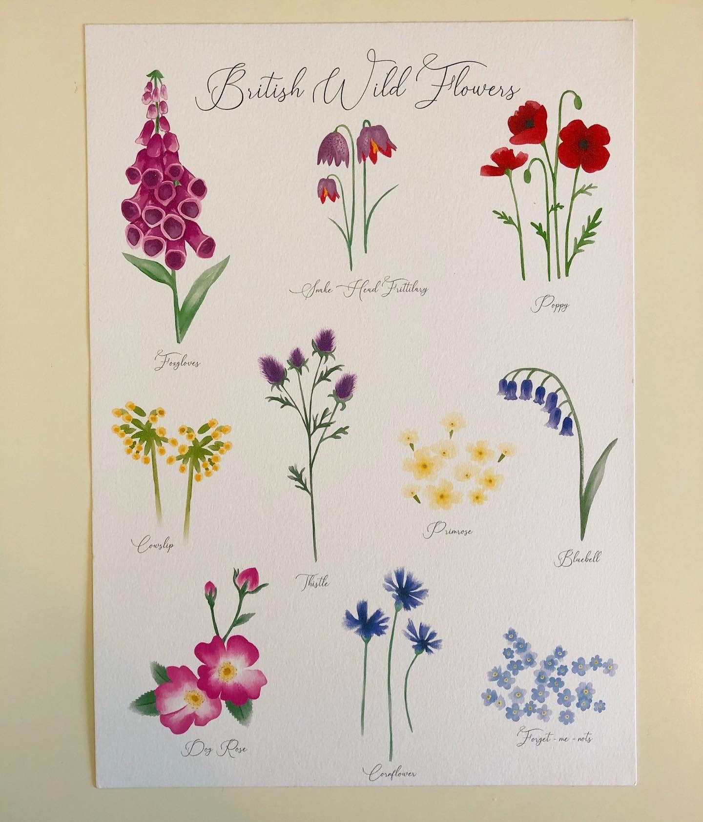 British wild flowers store