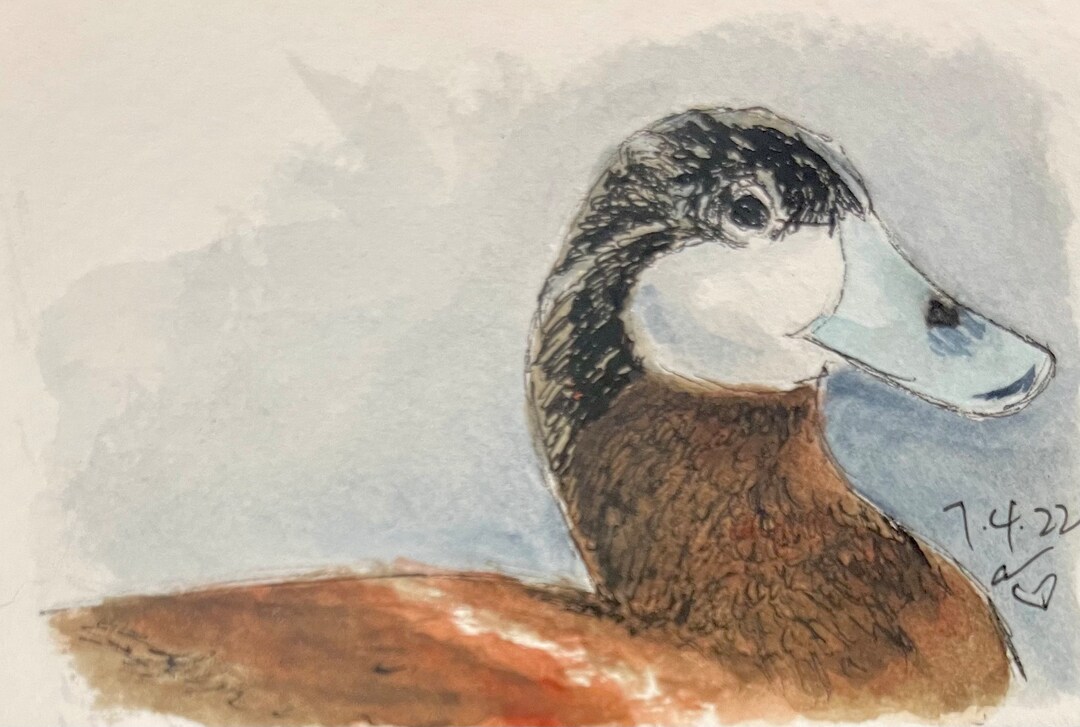 Ruddy Duck Fine Art Print of Original Watercolor - Etsy