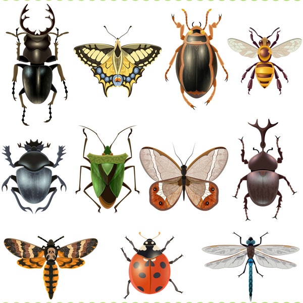 Insect Clipart - Etsy