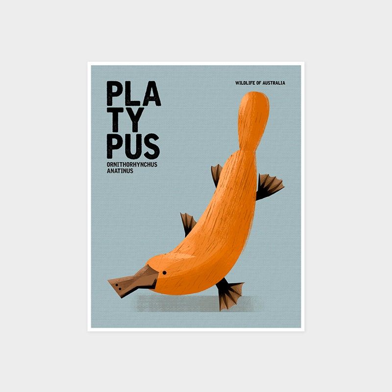 PLATYPUS, Wildlife of Australia, Nursery Art Print, Educational Kids ...