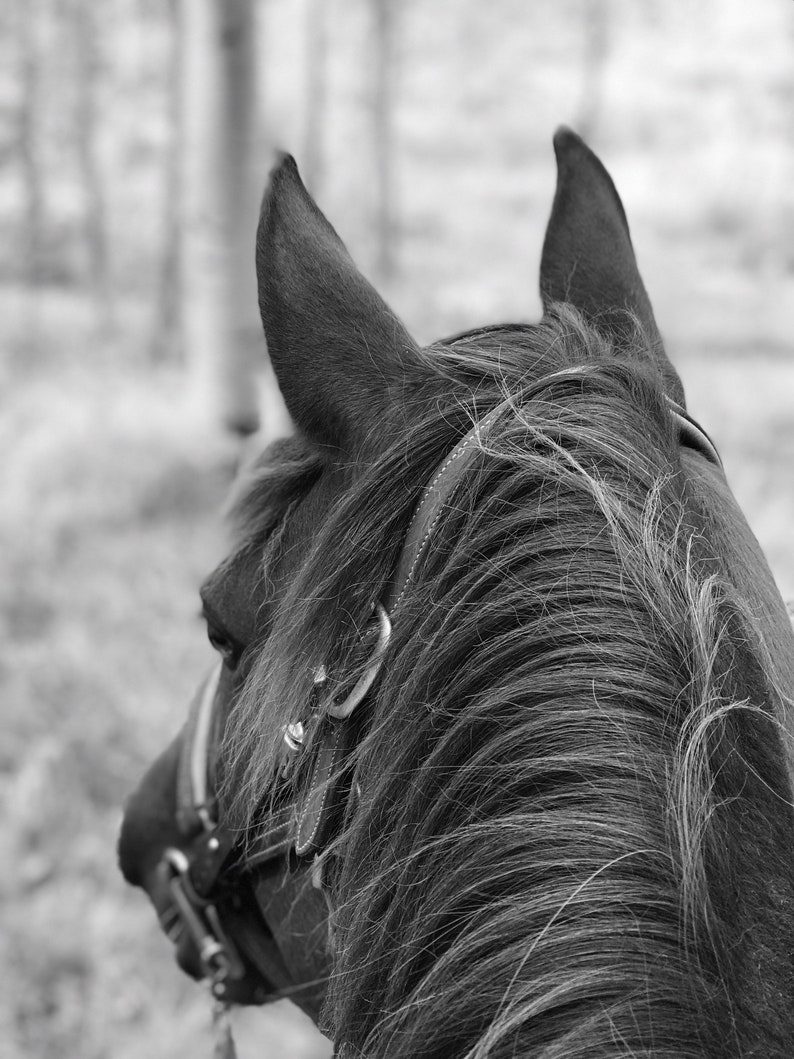 Leather Bit Hanger Horse Tack Halter Conversion Tack Custom | Etsy