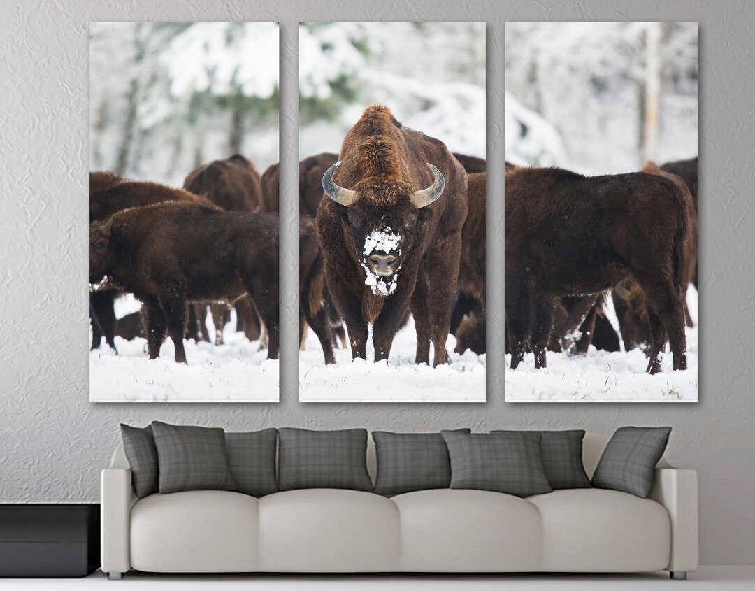 Staring Bison Wall Art Canvas Print. Wildlife Photography Animal Art ...