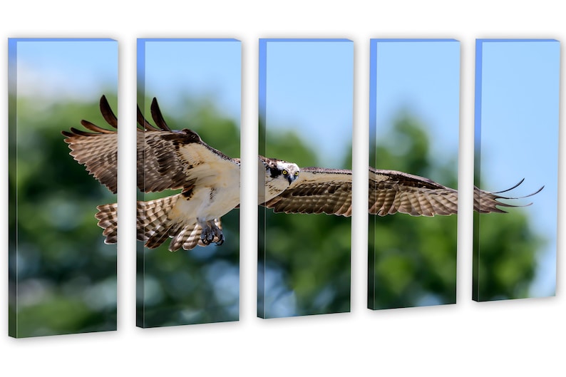 Osprey in flight Canvas Print Wall Art Wild Bird Art Animal | Etsy