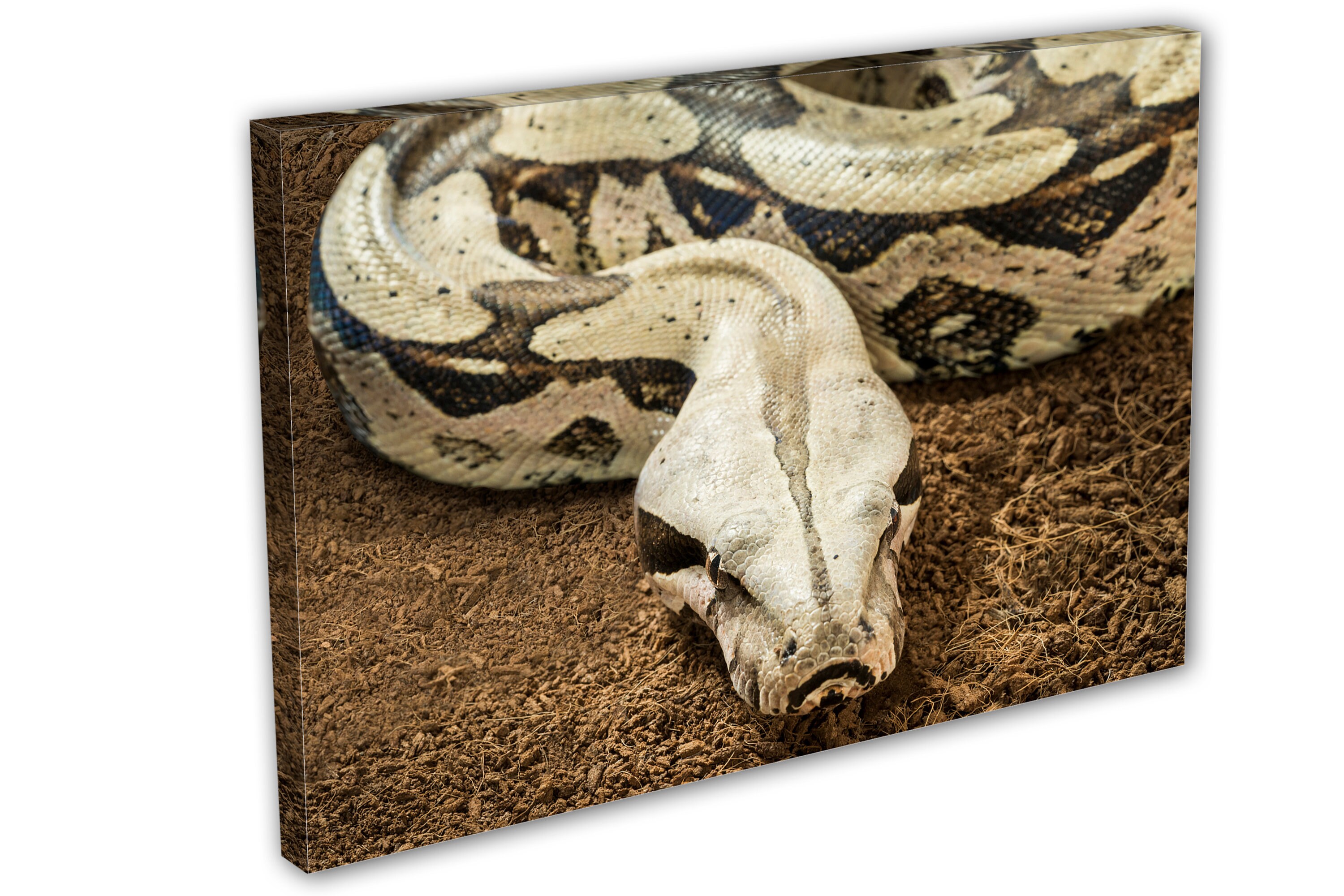 Boa Snake Wall Art Closeup Canvas Print Wall Art. Wildlife | Etsy