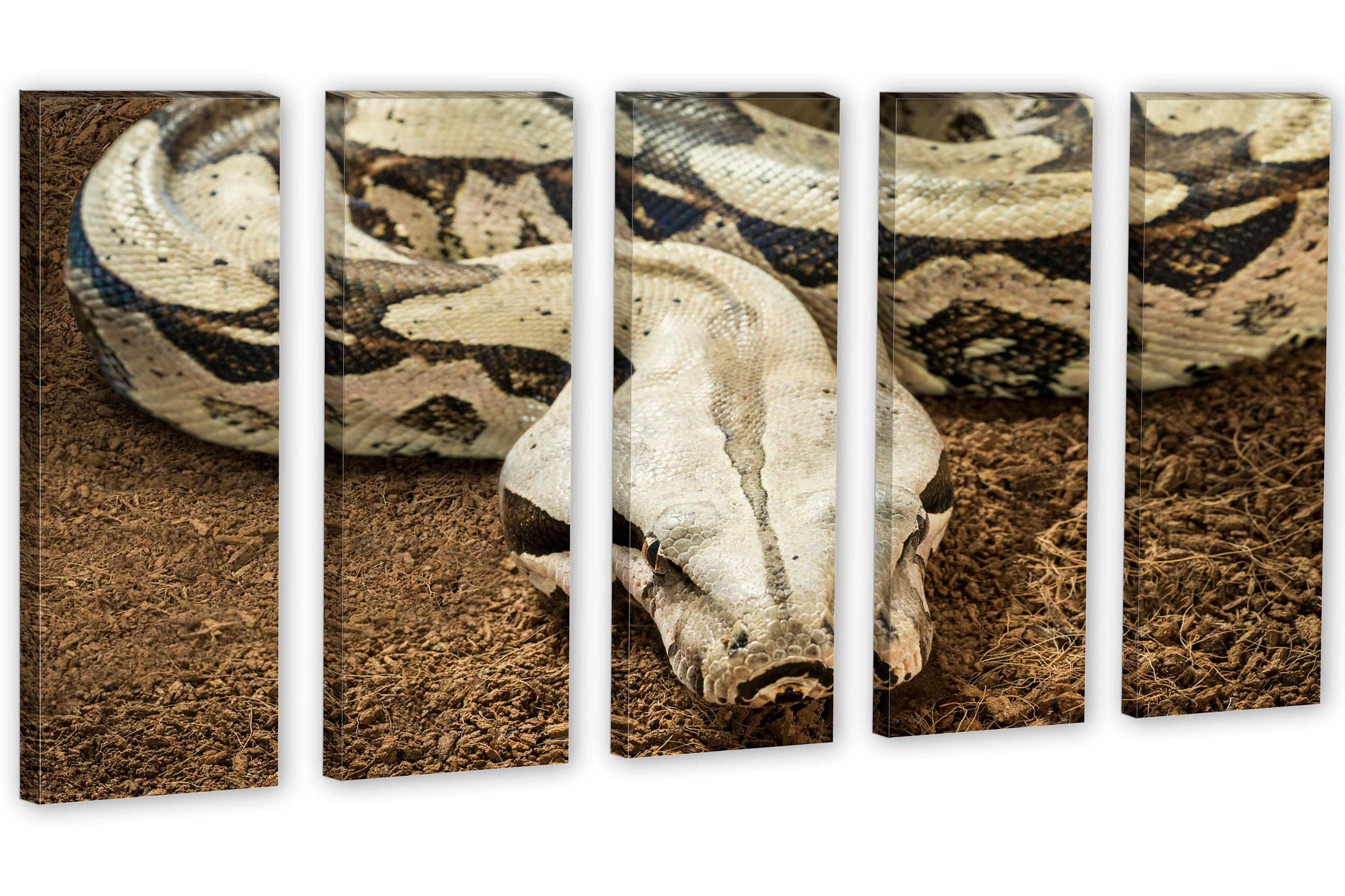 Boa Snake Wall Art Closeup Canvas Print Wall Art. Wildlife | Etsy