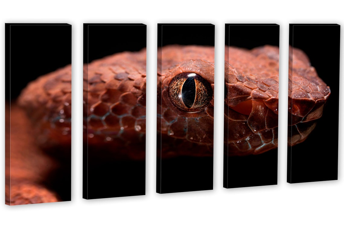 Red Viper Snake Head Wall Art Canvas Print. Reptile eye | Etsy