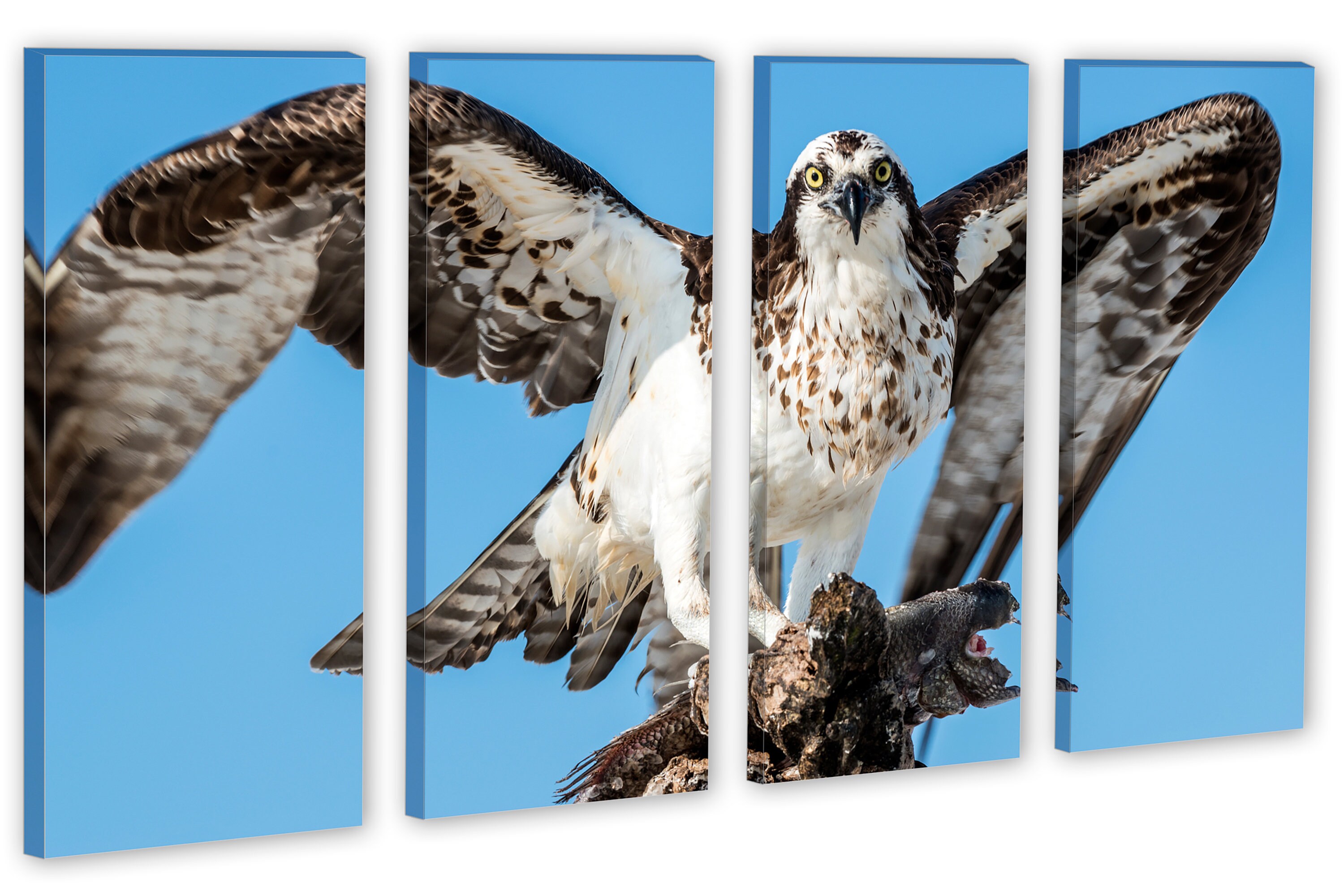 Osprey Bird Canvas Print Wall Art Wildlife Bird Photography. | Etsy