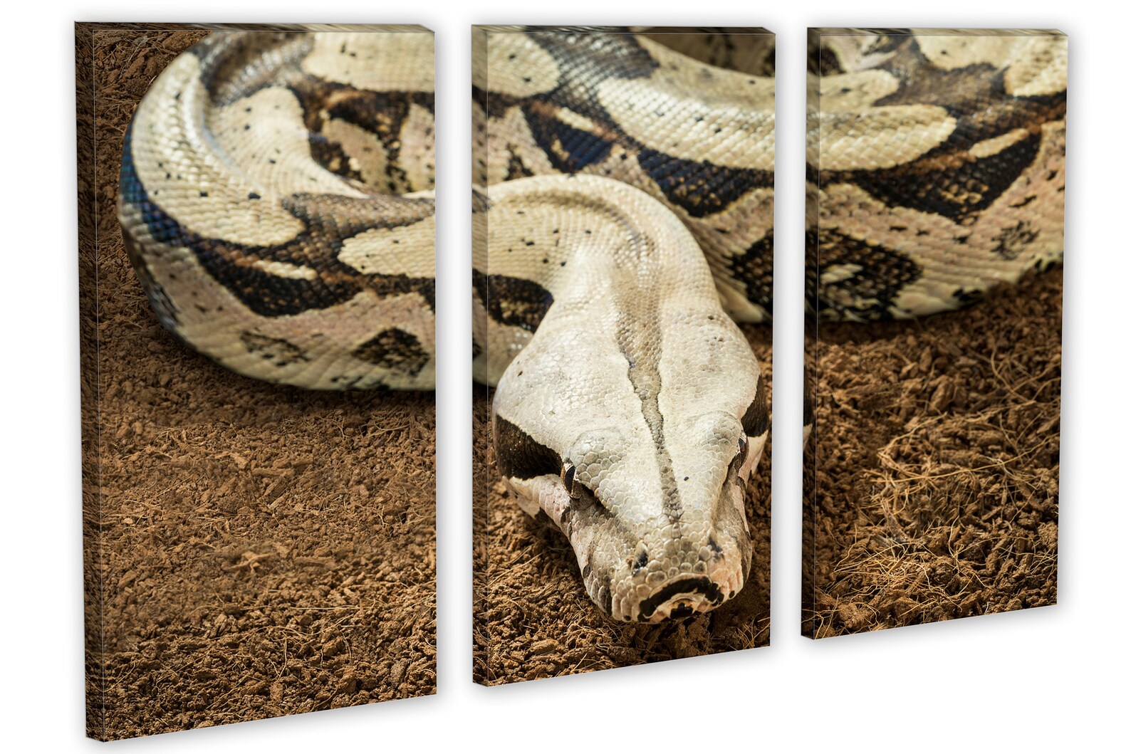 Boa Snake Wall Art Closeup Canvas Print Wall Art. Wildlife | Etsy