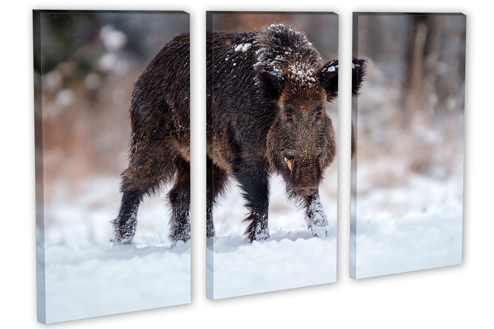 Wild Boar Hog Wall Art Canvas Print. Wildlife Photography - Etsy
