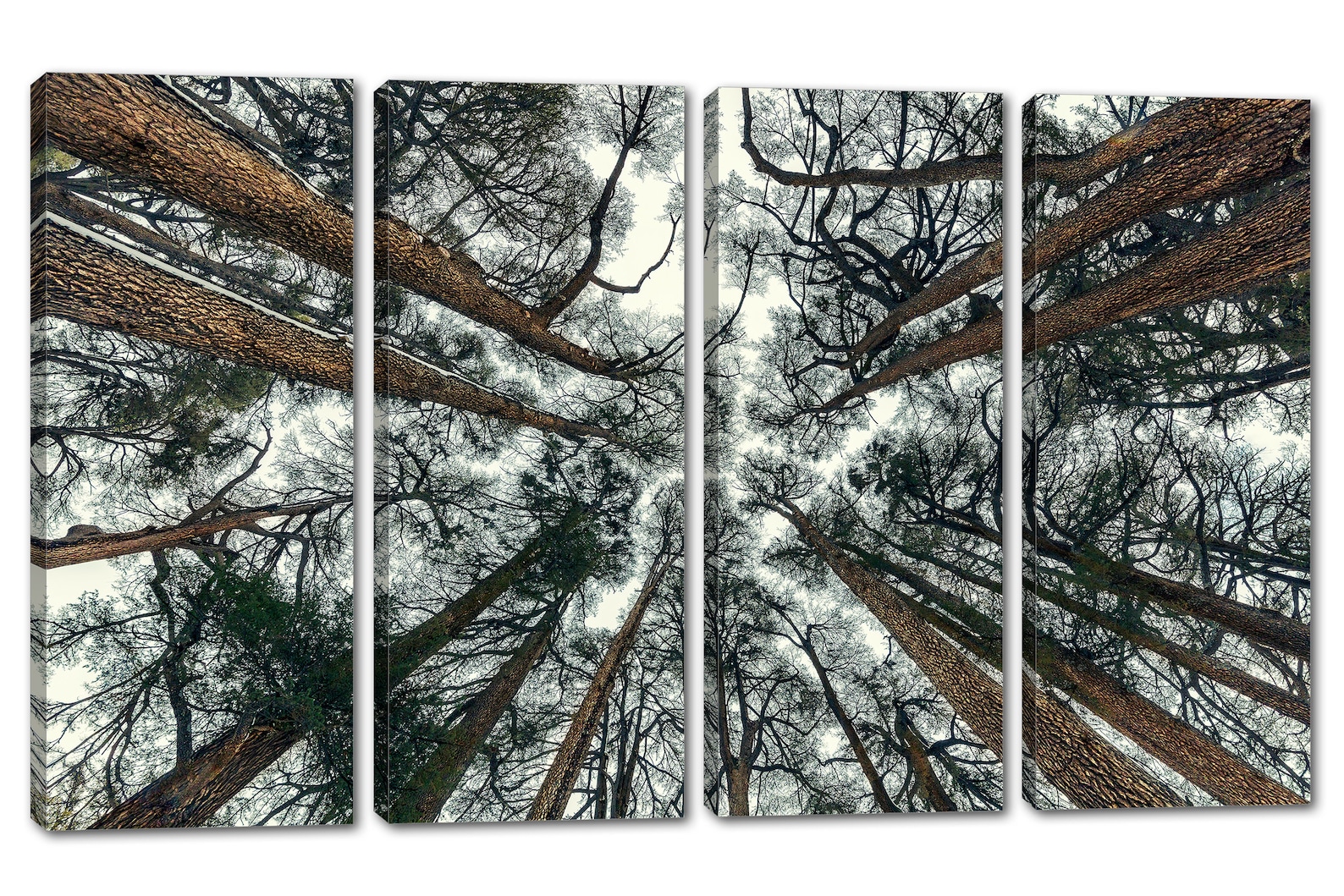 Cedars Trees Wall Art Canvas Print as Forest Nature Decor. - Etsy