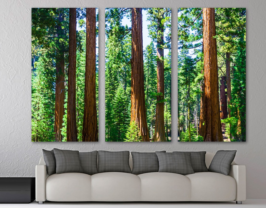 Big Sequoia Trees in National Park Forest Canvas Print Wall Art. Green ...