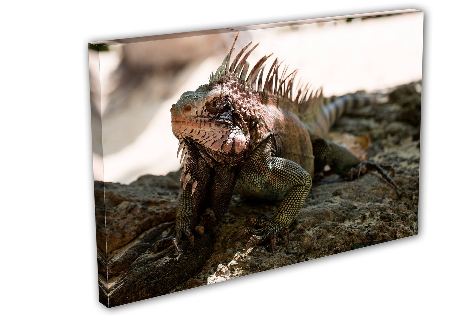 Iguana Wall Art Decor Canvas Print Wildlife Photography - Etsy
