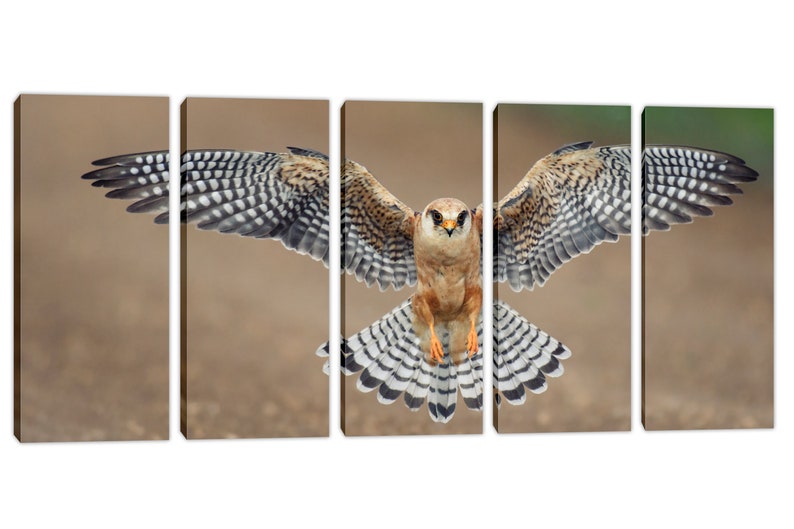 Red-footed Falcon in Flight Wall Art Canvas Print. Animal Art | Etsy