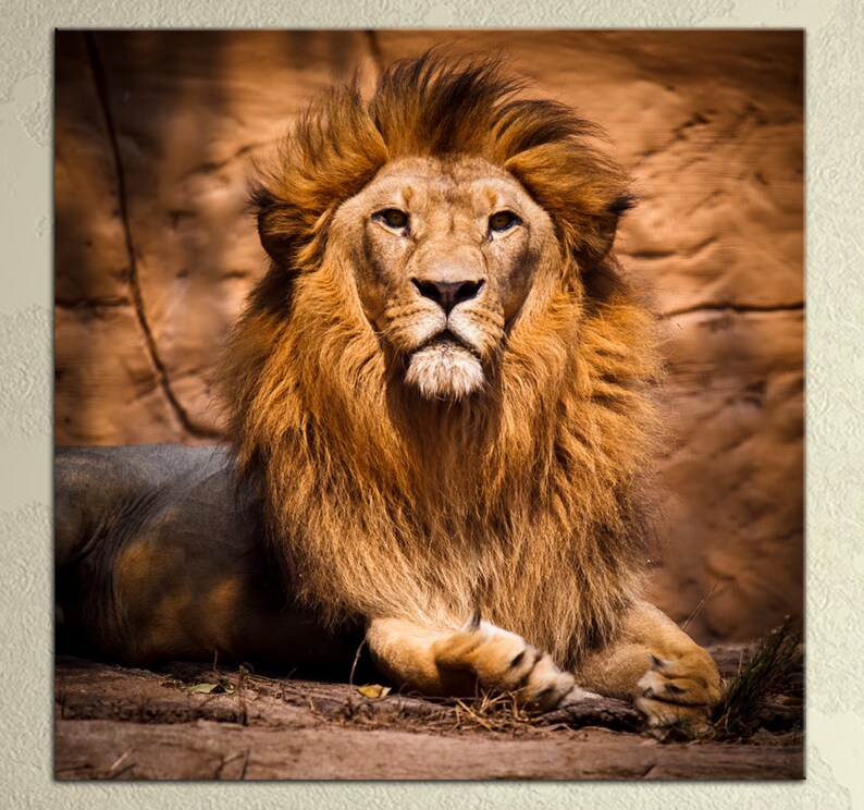 Staring Lion Photo Printed on Canvas. Wild Animal Print for - Etsy